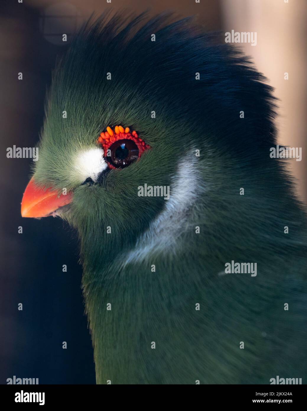 A vertical shot of a black bird head with red beak with a black and ...