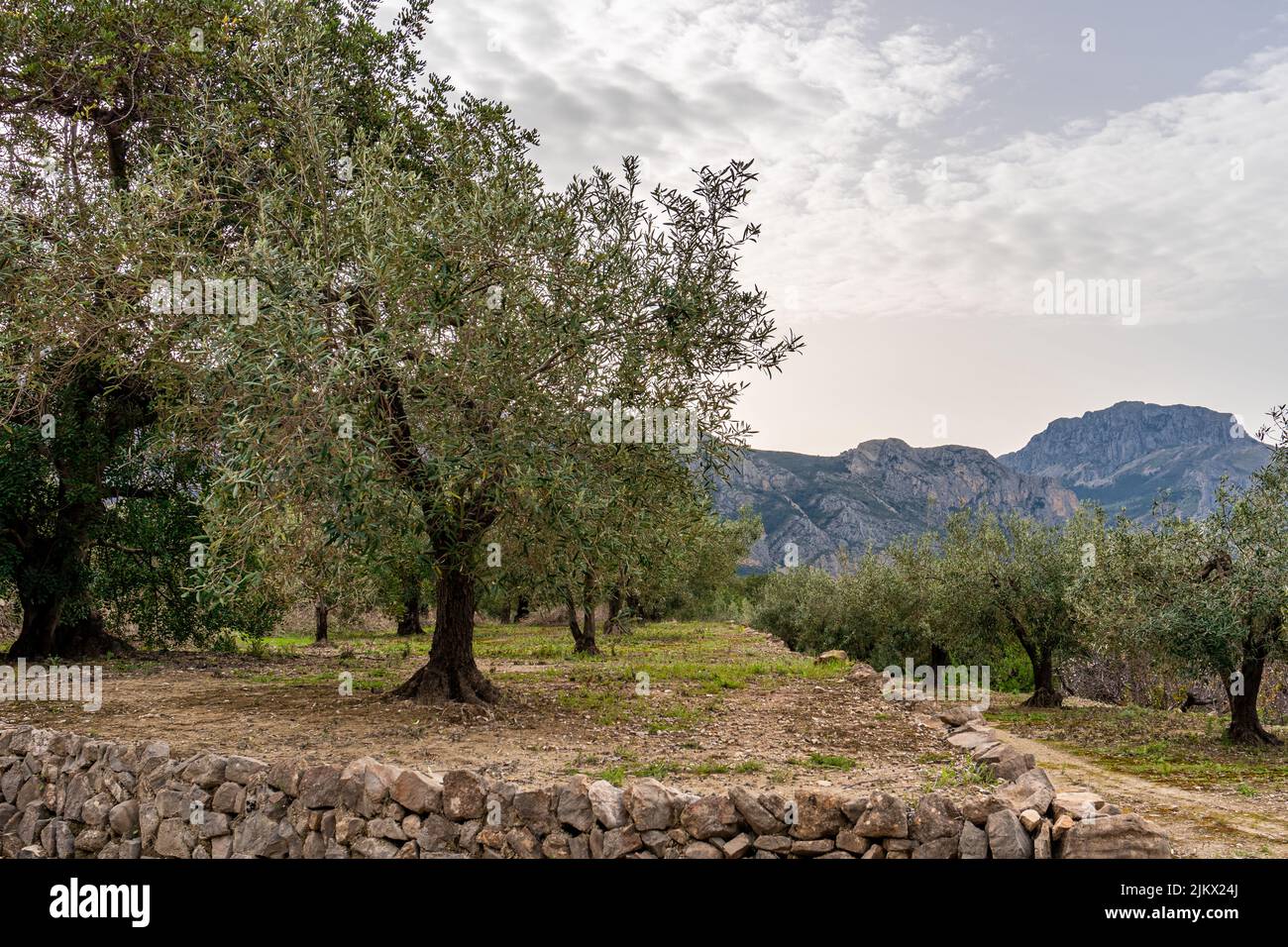 Shot field mountains trees hi-res stock photography and images - Alamy