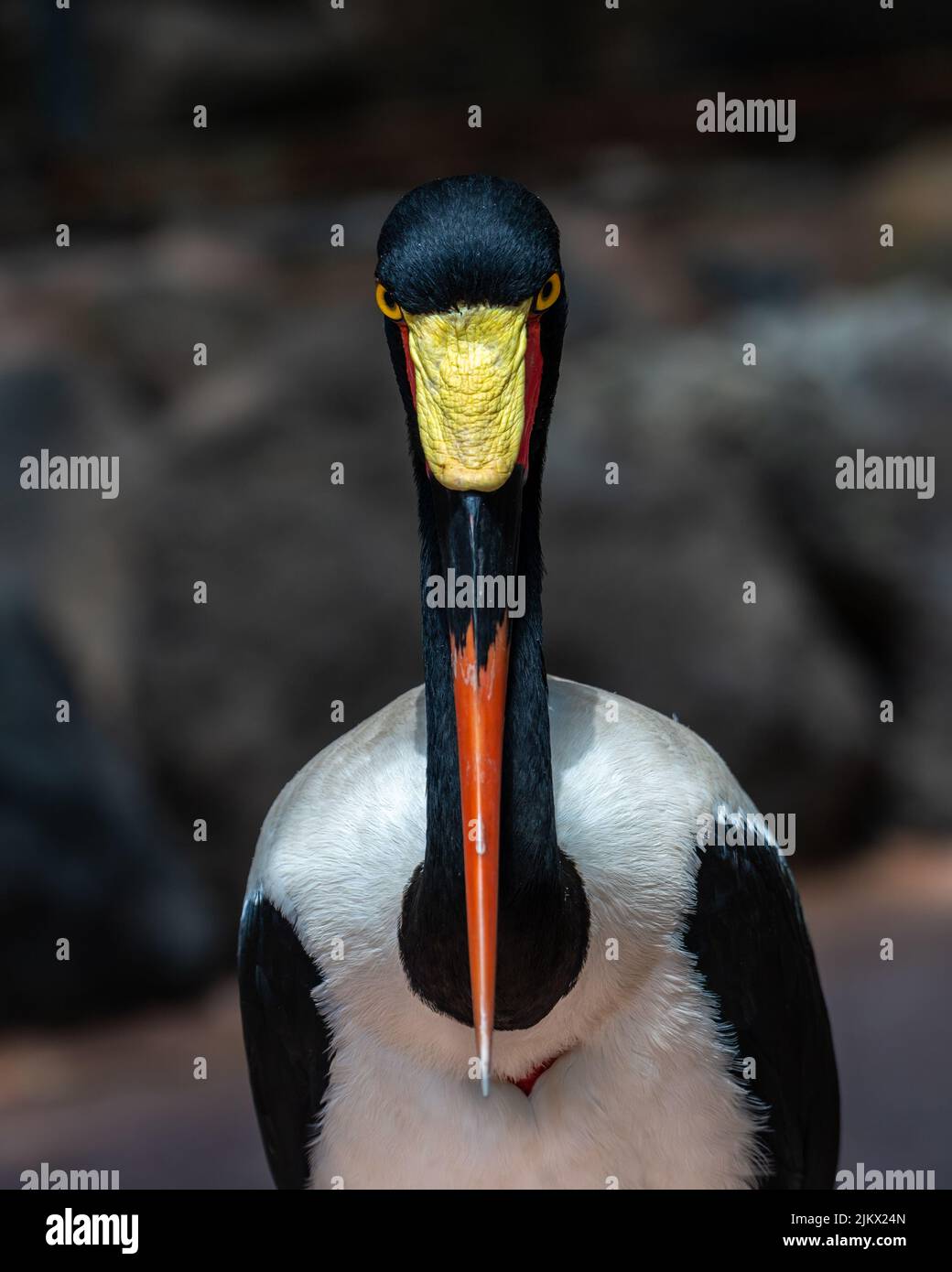 A vertical close-up shot of a saddle-billed stork in a blurry ...