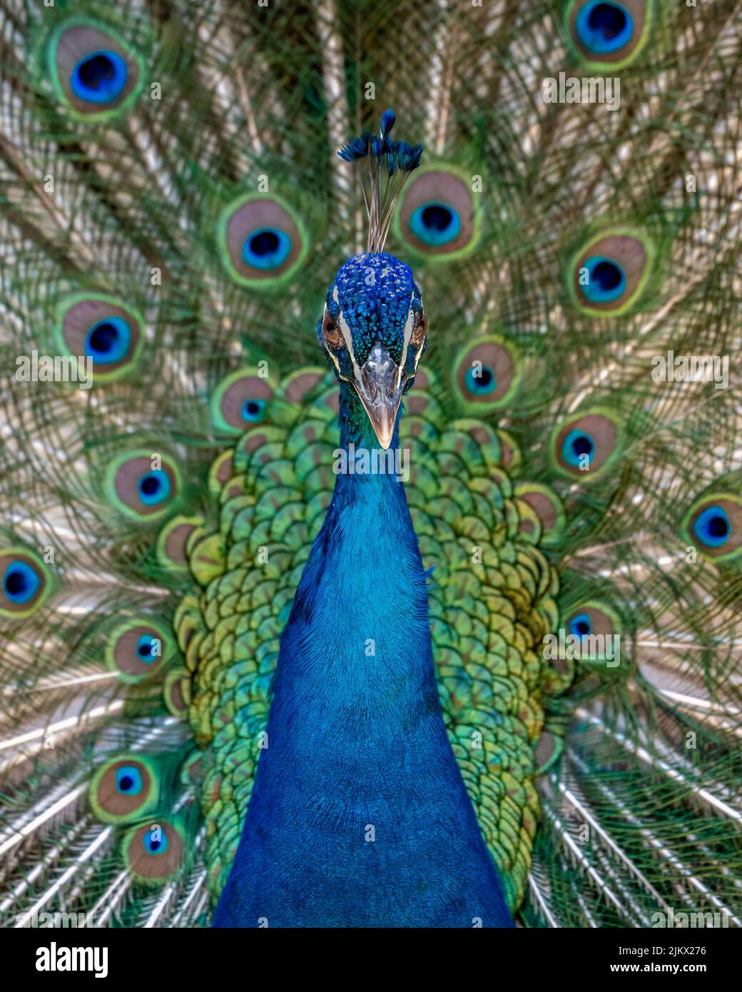 Teal peacock hi-res stock photography and images - Alamy