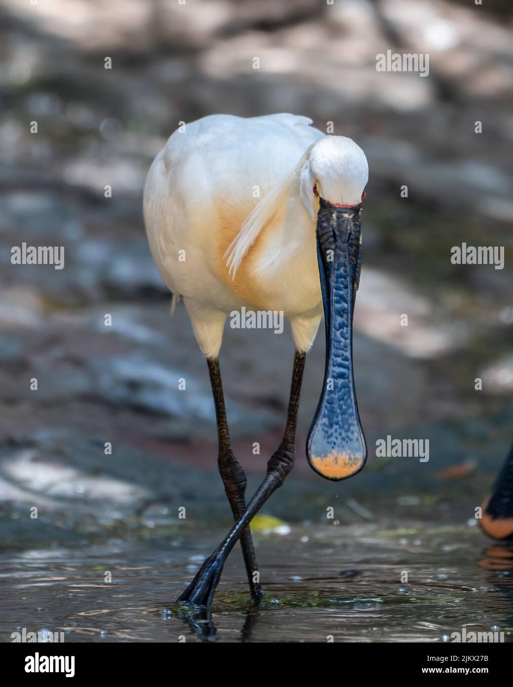 A vertical close-up shot of a Eurasian spoonbill Stock Photo - Alamy