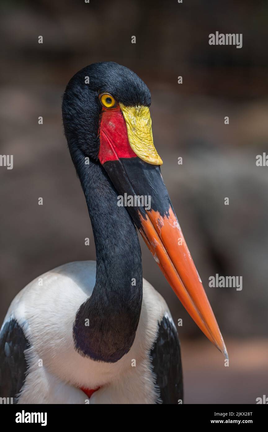 A vertical close-up shot of a saddle-billed stork in a blurry ...
