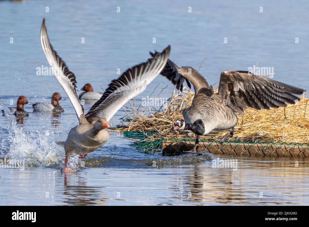 Aggressive behavior hi-res stock photography and images - Alamy