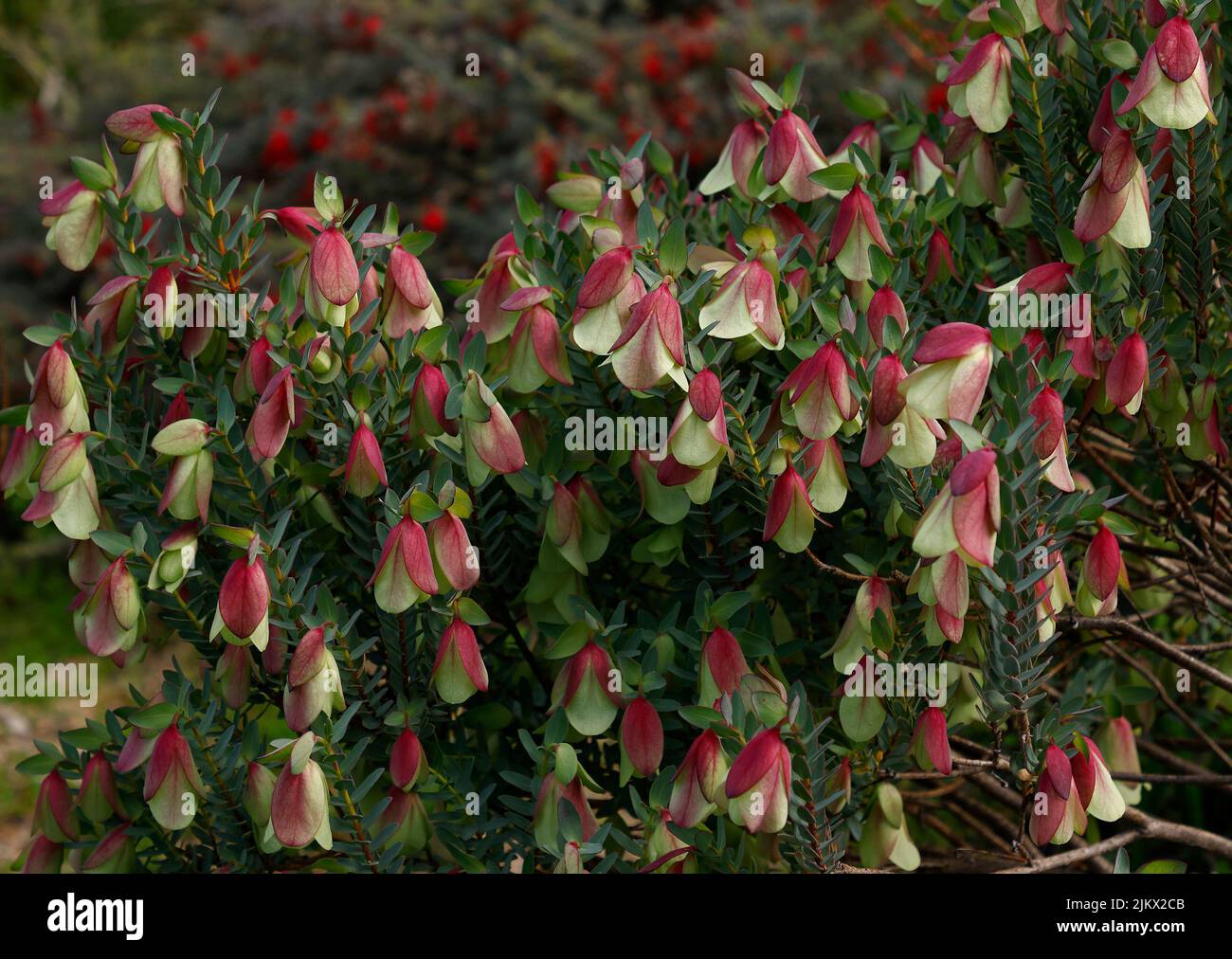 Close up of the flowering native Australian plant Qualup Bell flowers ...