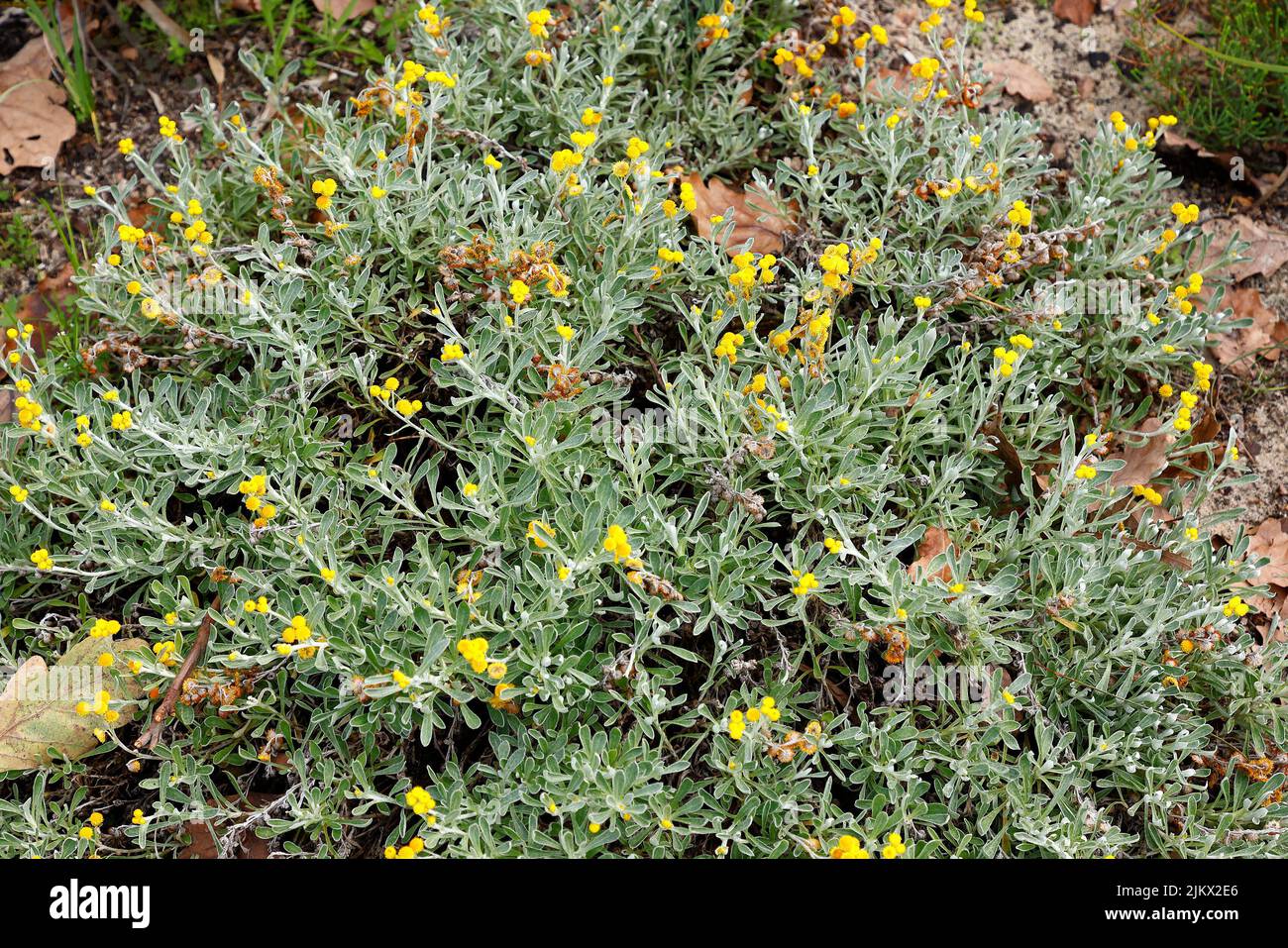 Close up of the native Australian plant Yellow Buttons Chrysocephalum ...