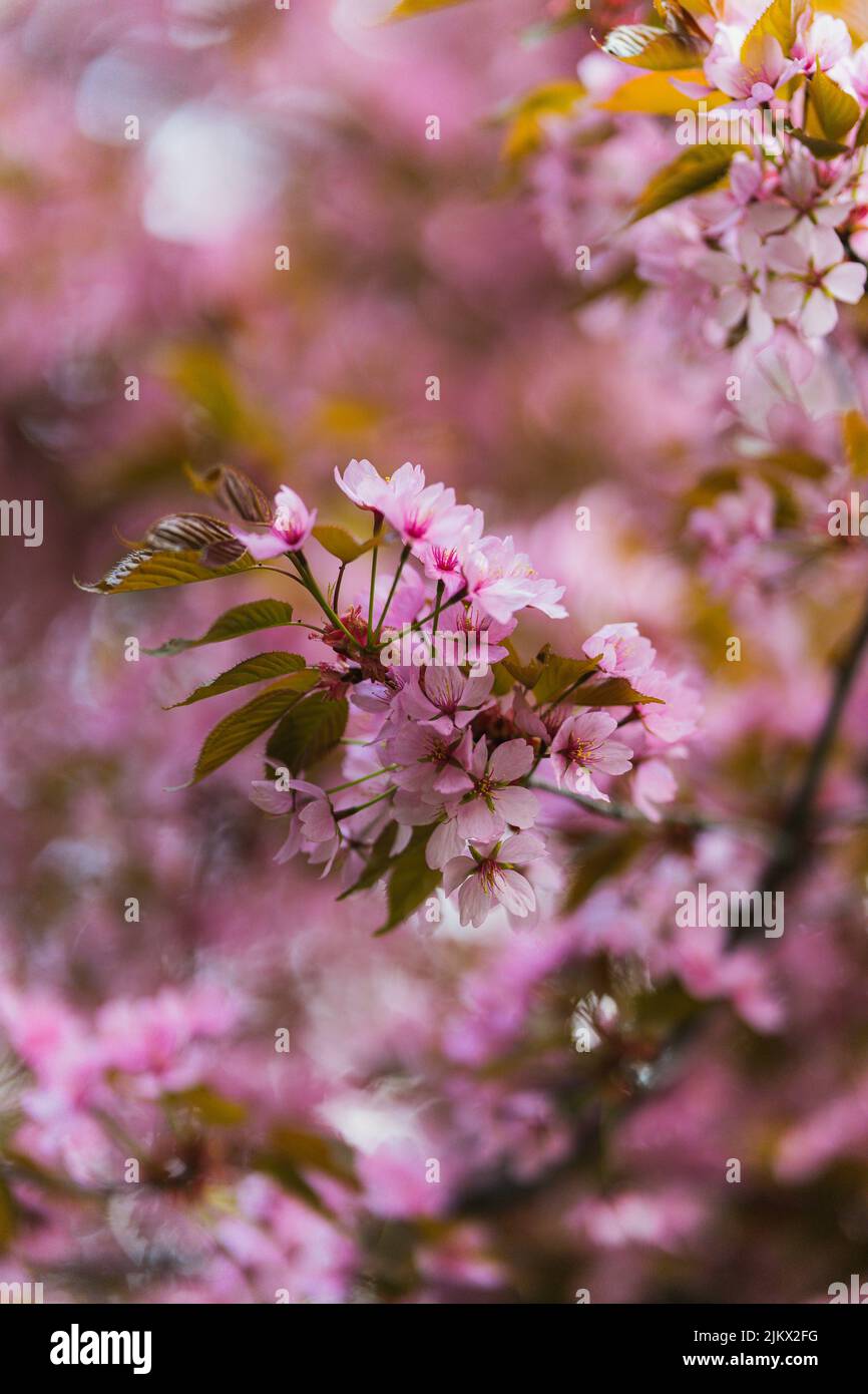 Colorful cherry blossoms blooming during spring Stock Photo - Alamy
