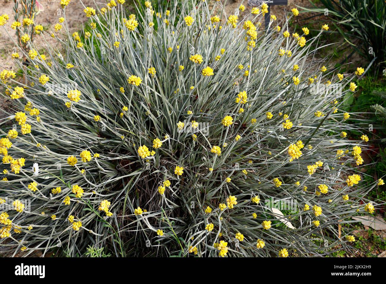 Close up of the Australian native plant Grey Cottonhead flowers ...