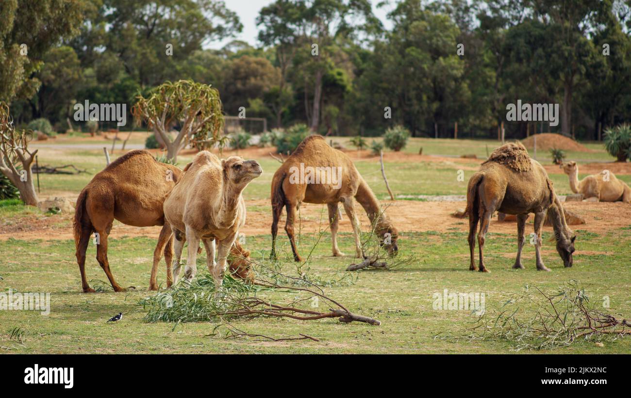 Camel grazing africa hi-res stock photography and images - Alamy