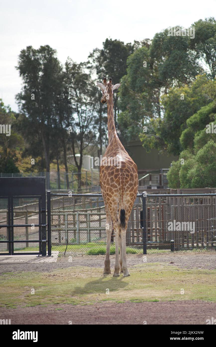 A vertical shot of a giraffe with a long neck in a zoo in a daylight ...