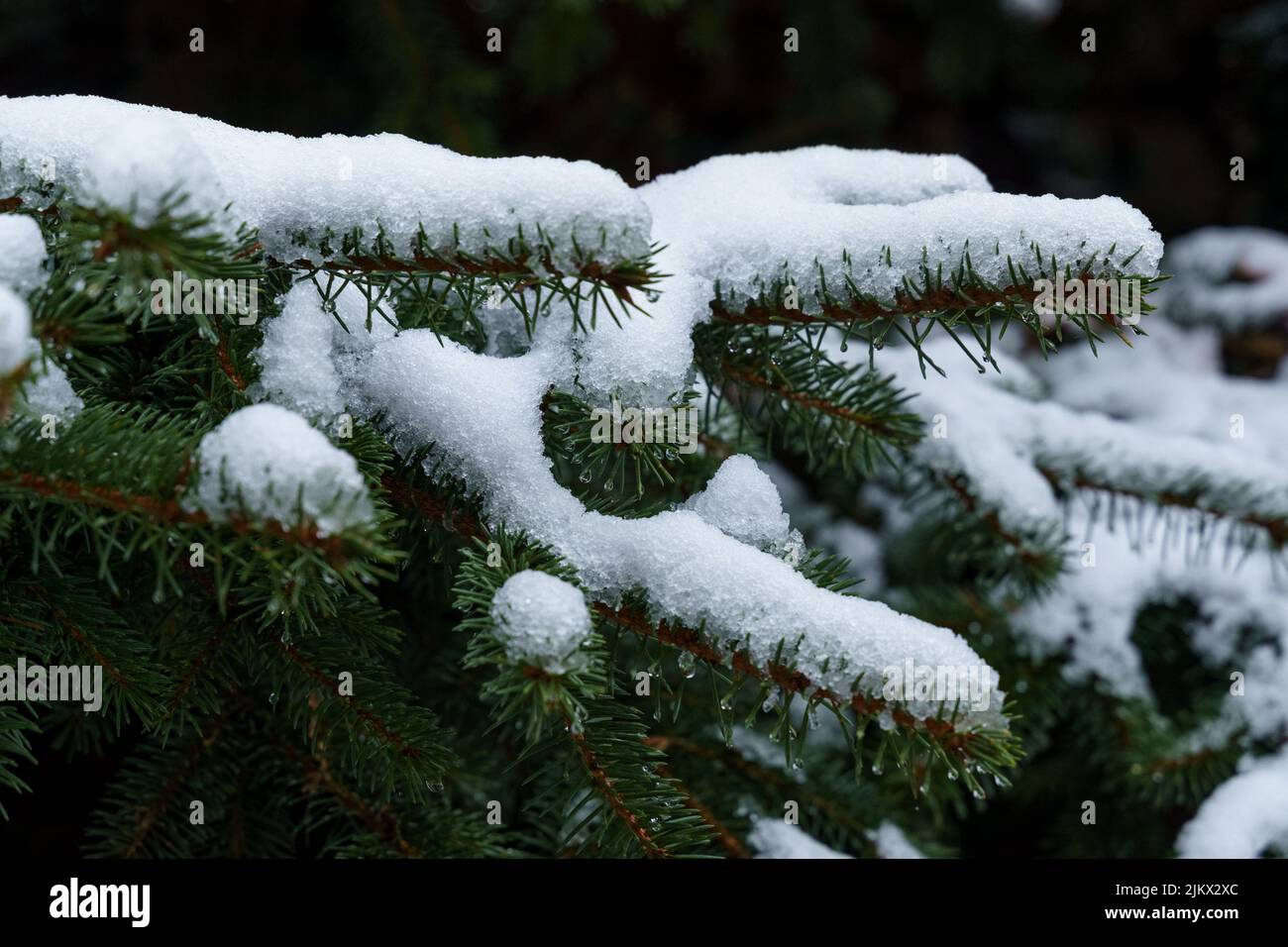 Nature and weather concept. White snow lies on the green branches of ...