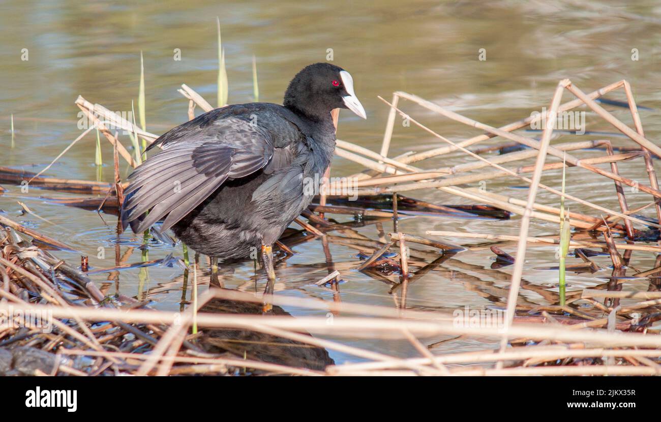 Coot bird standing on straw by a lake, a medium-sized water birds Stock ...