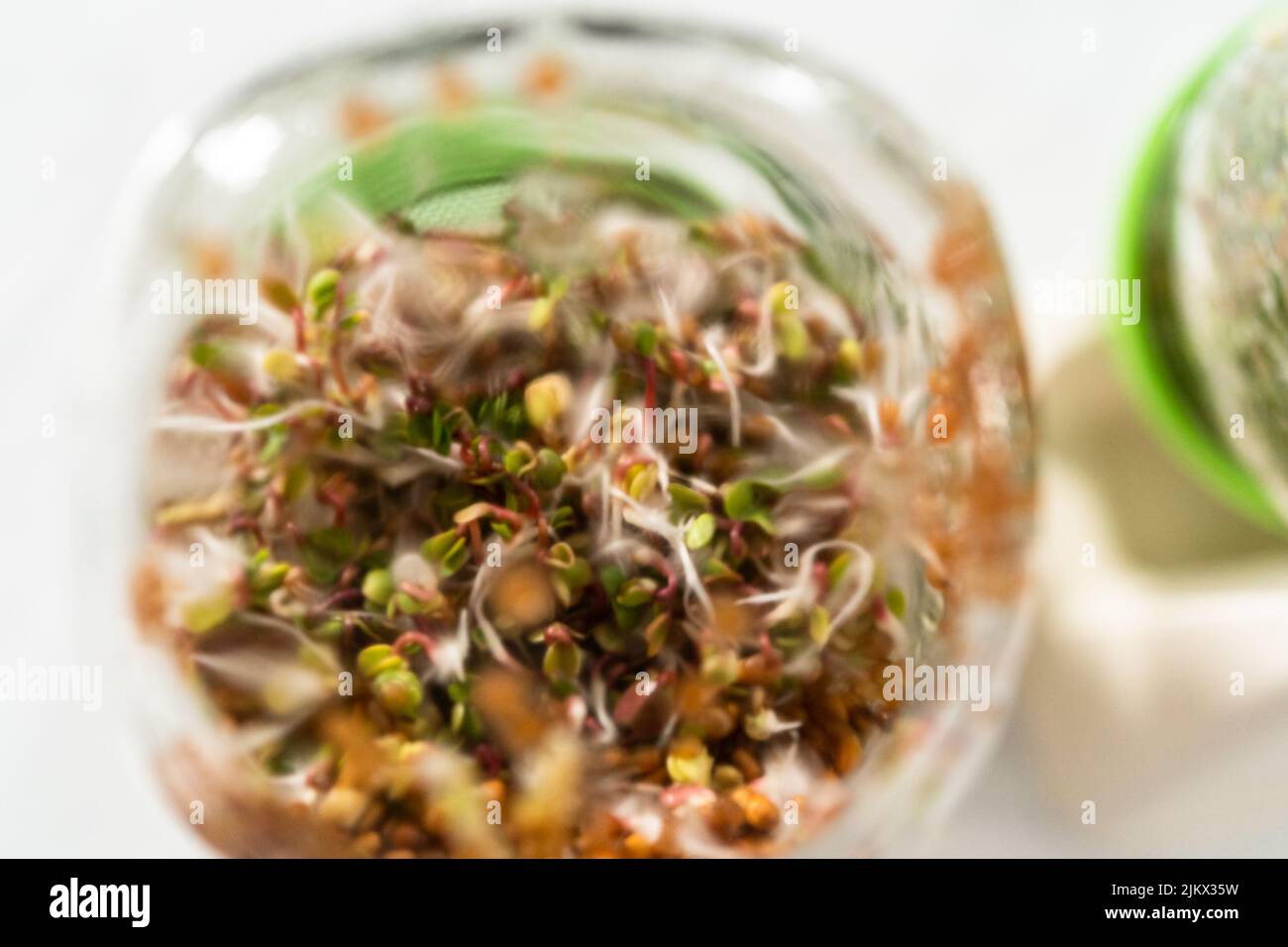 Growing sprouts in a jar Stock Photo - Alamy