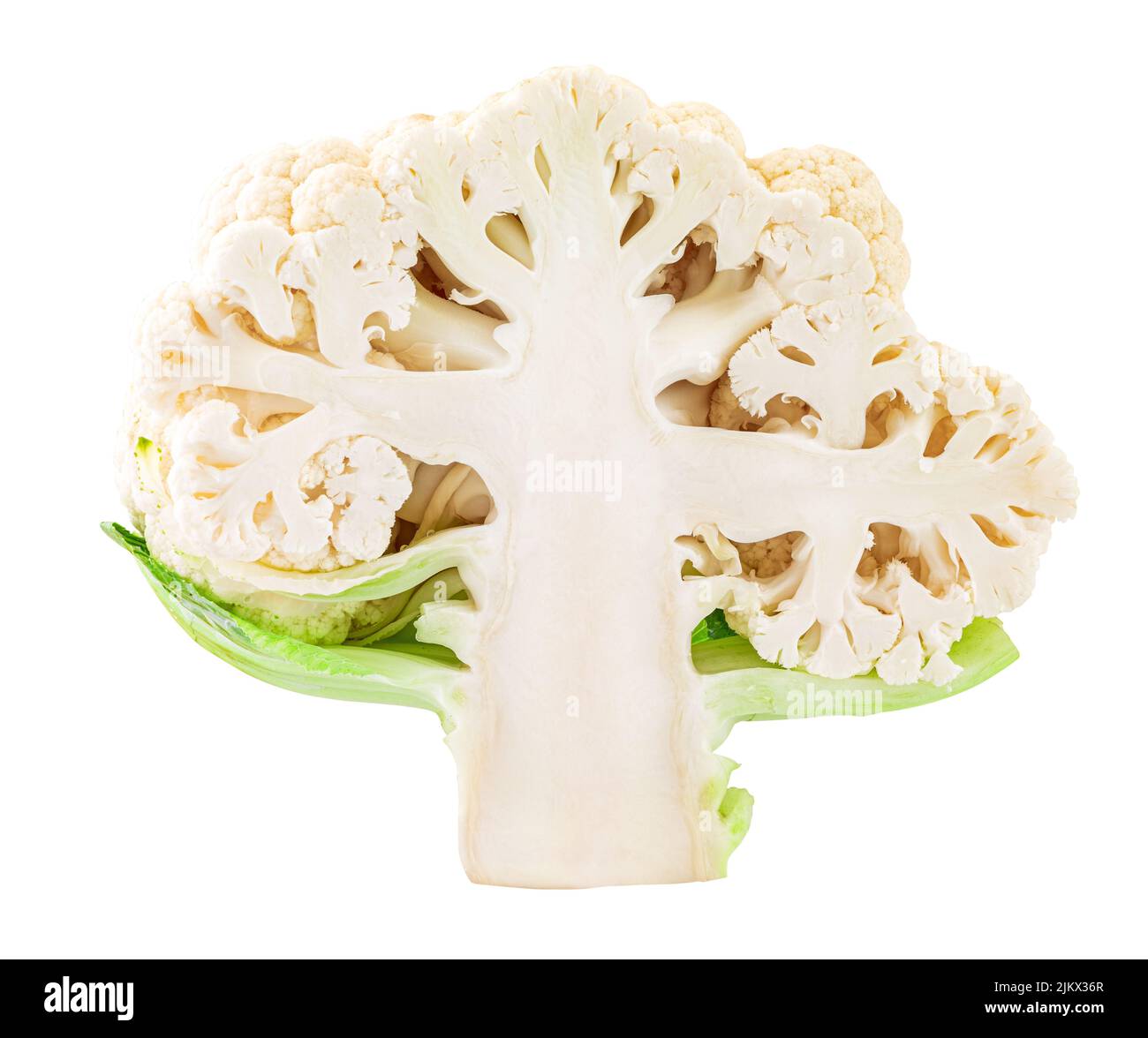 Cutted in half Cauliflower cabbage vegetable isolated on a white ...
