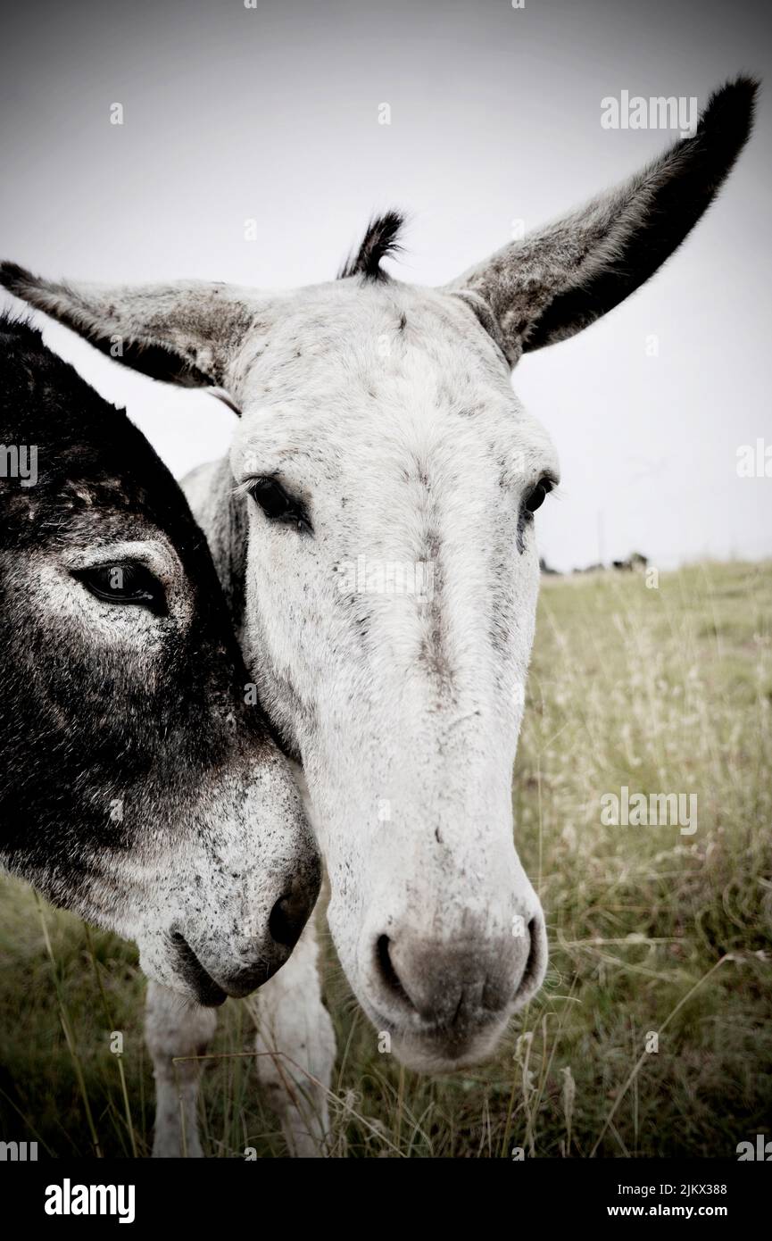 Portrait two donkeys hi-res stock photography and images - Alamy