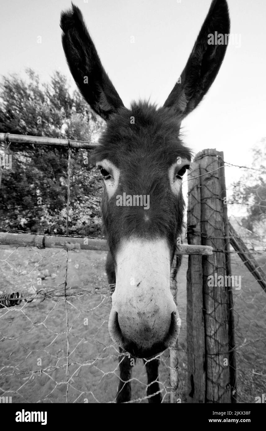 A vertical grayscale shot of a portrait of a donkey near the fence ...