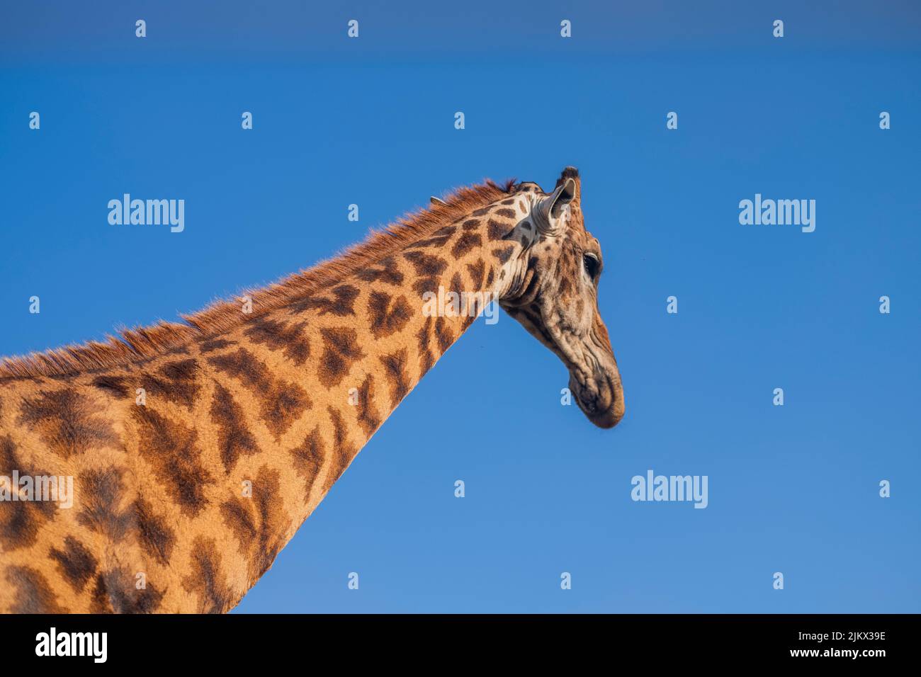 A low angle shot of a long-necked wild giraffe against the blue sky ...