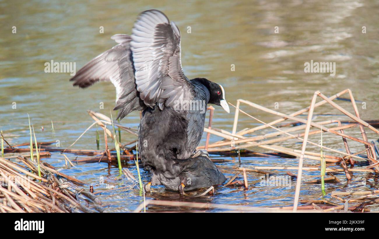 Coot bird mating with another bird by a lake Stock Photo - Alamy