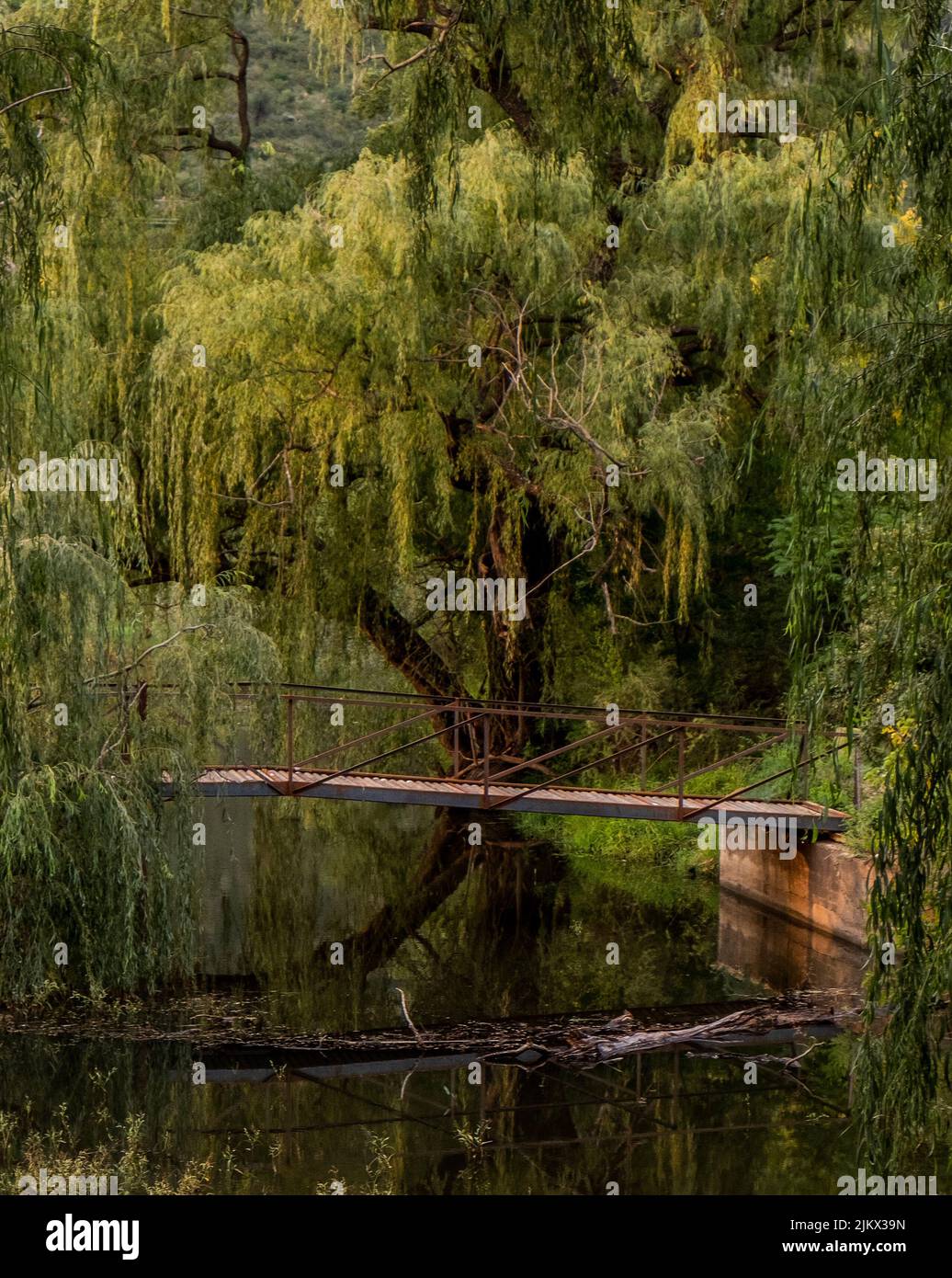 A vertical shot of the weeping willows above the small bridge over a ...