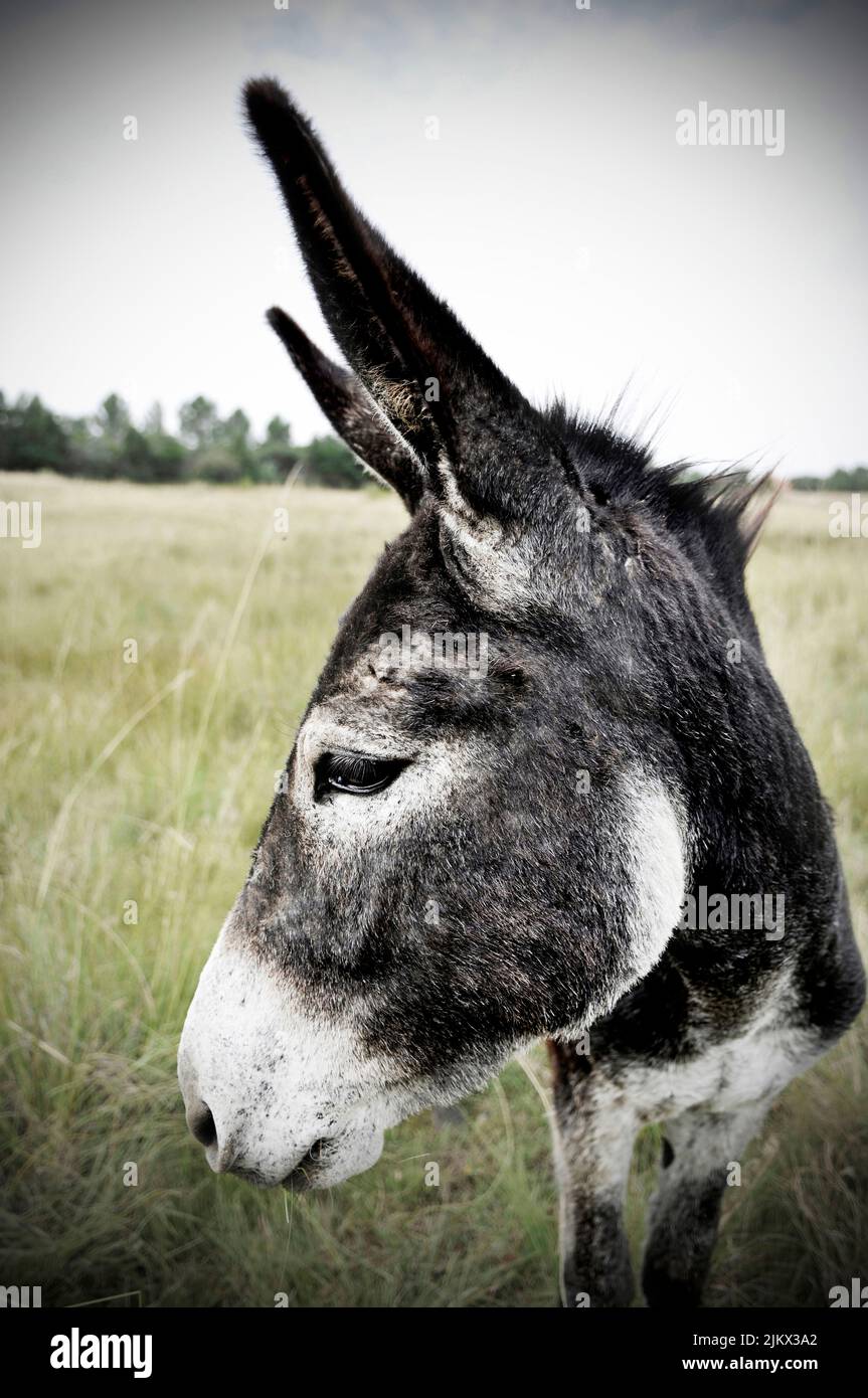 A vertical portrait of the profile of a domestic donkey on the farmland ...