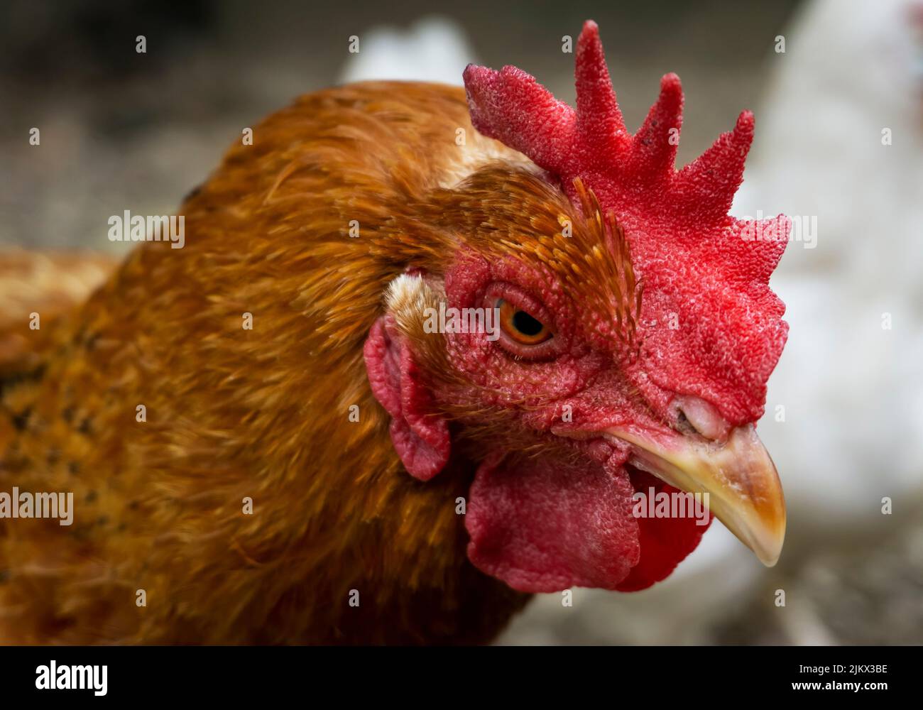 laying hen, close-up with macro of a nice hen Stock Photo - Alamy