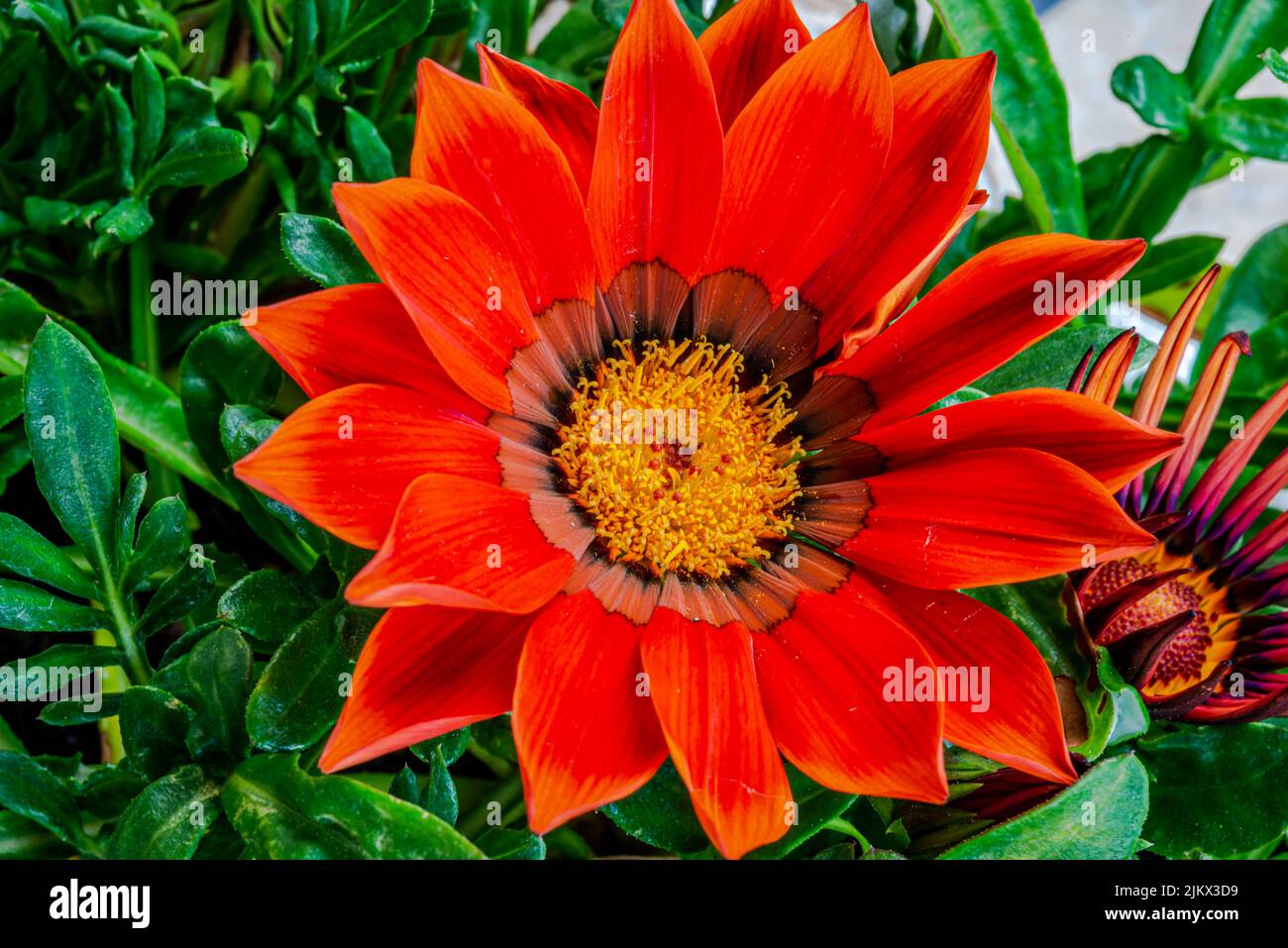 Red african daisy hi-res stock photography and images - Alamy