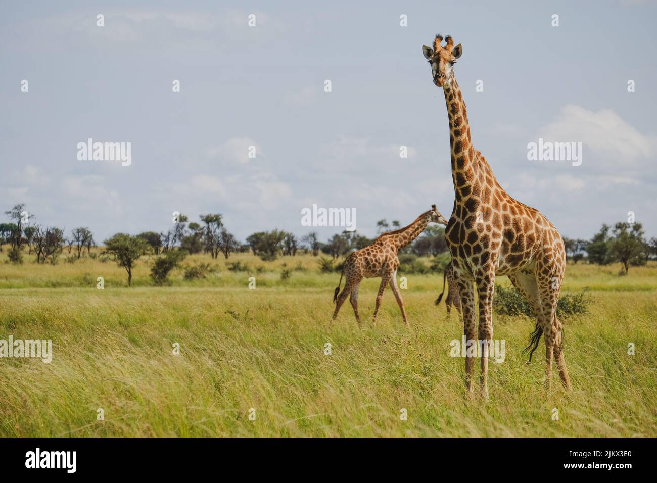 Tall giraffes hi-res stock photography and images - Alamy
