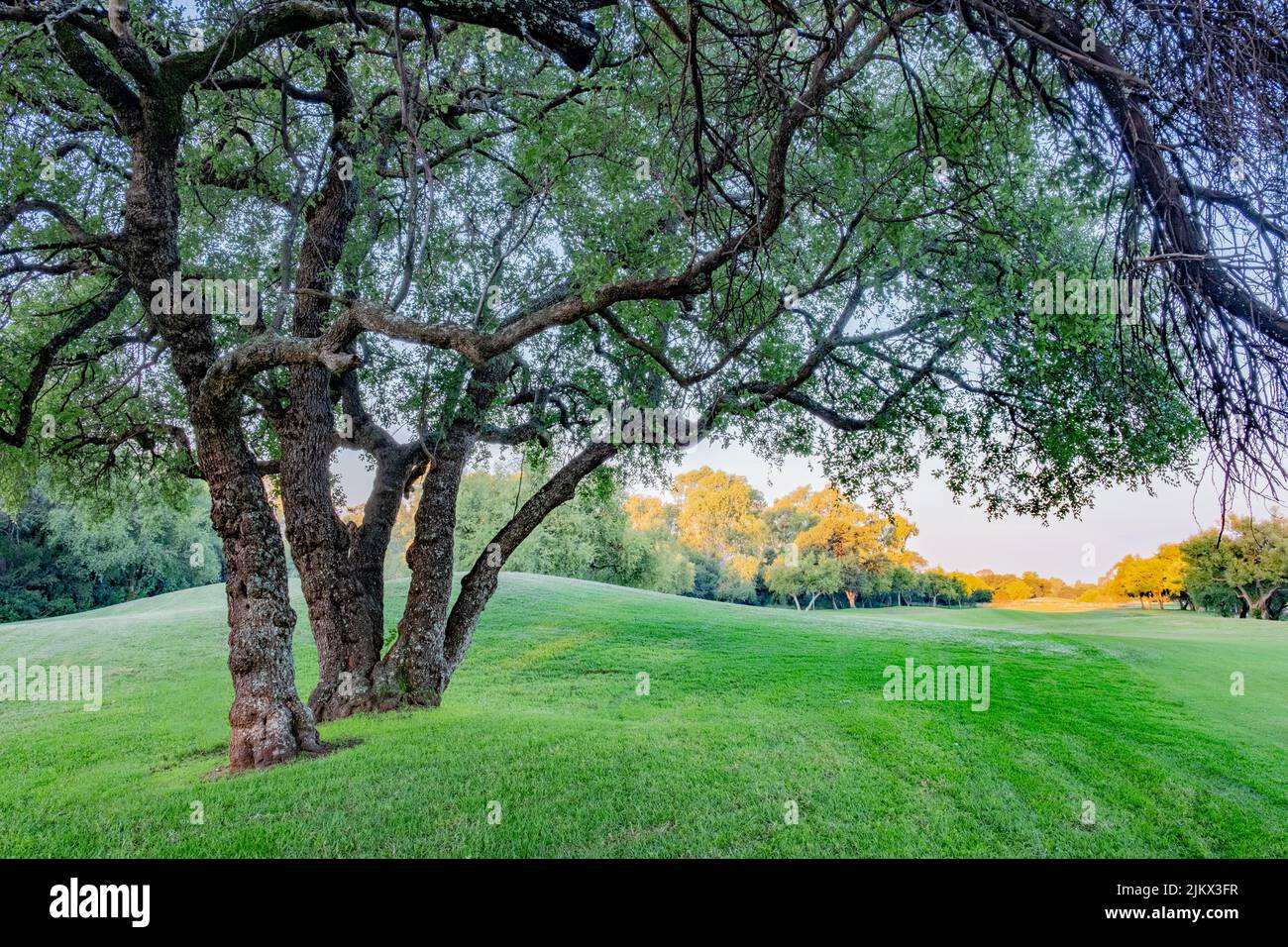 A natural landscape scenery of a vast green field with trees like a ...