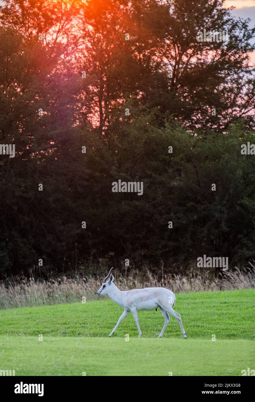 A vertical shot of an antelope walking in the green farmland surrounded ...