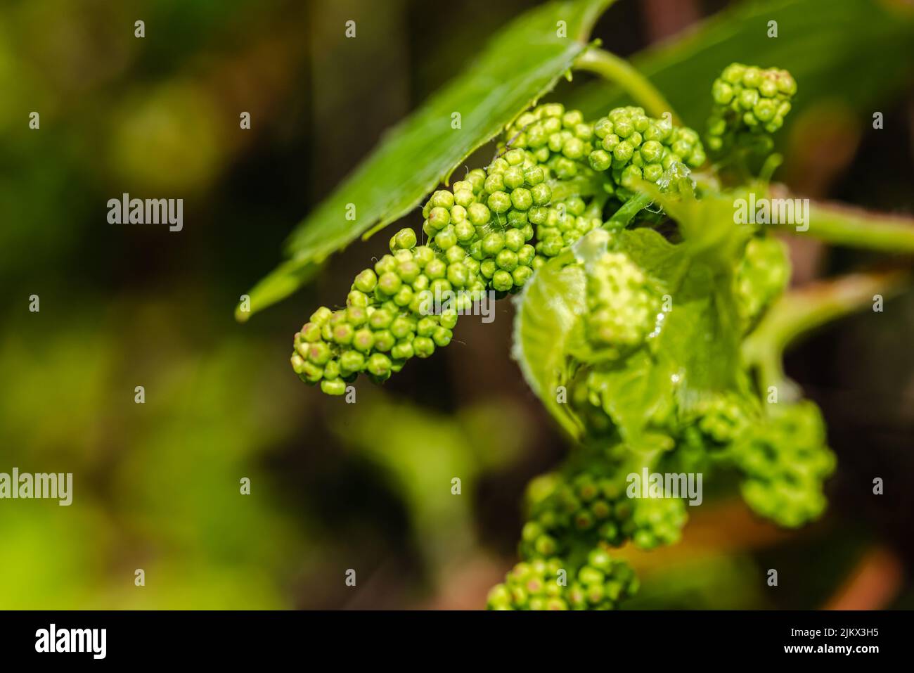 Wild grapes in the springtime Stock Photo - Alamy
