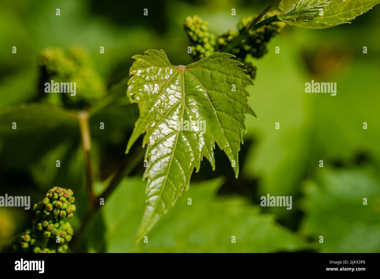 Wild grapes in the springtime Stock Photo - Alamy
