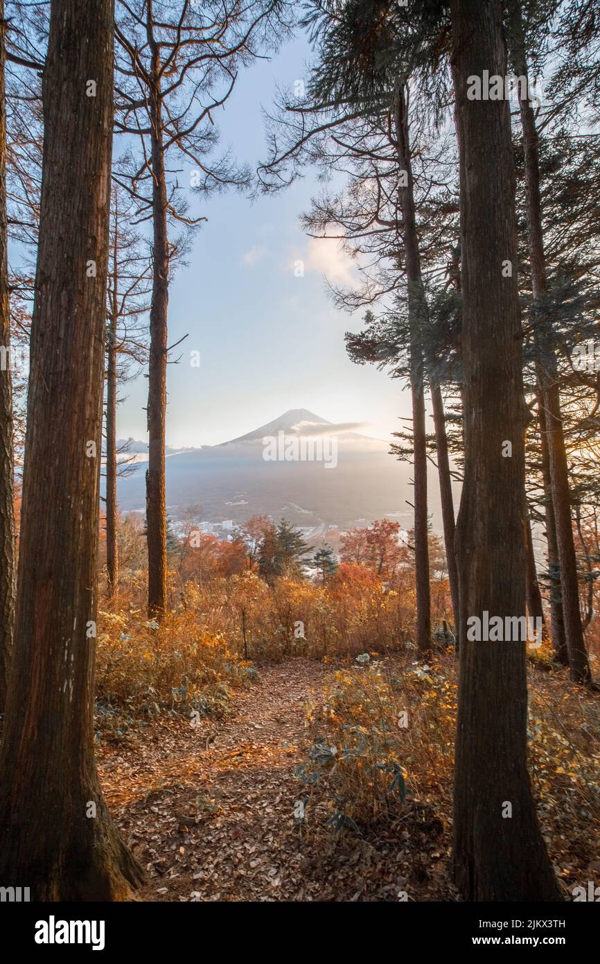 A vertical distant view of the Mount Fuji with forest in the foreground ...