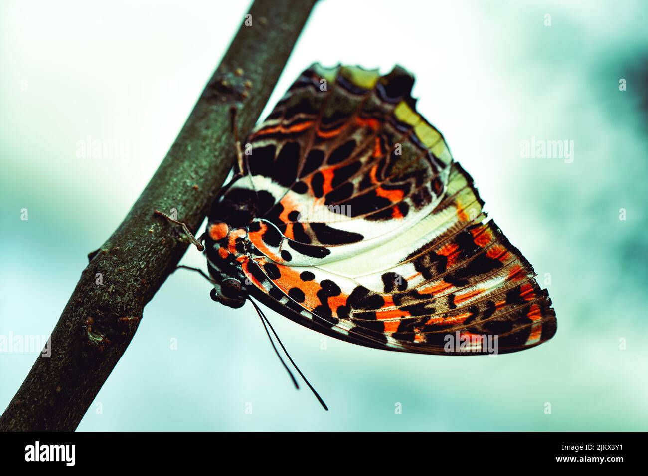 Agatasa calydonia hi-res stock photography and images - Alamy