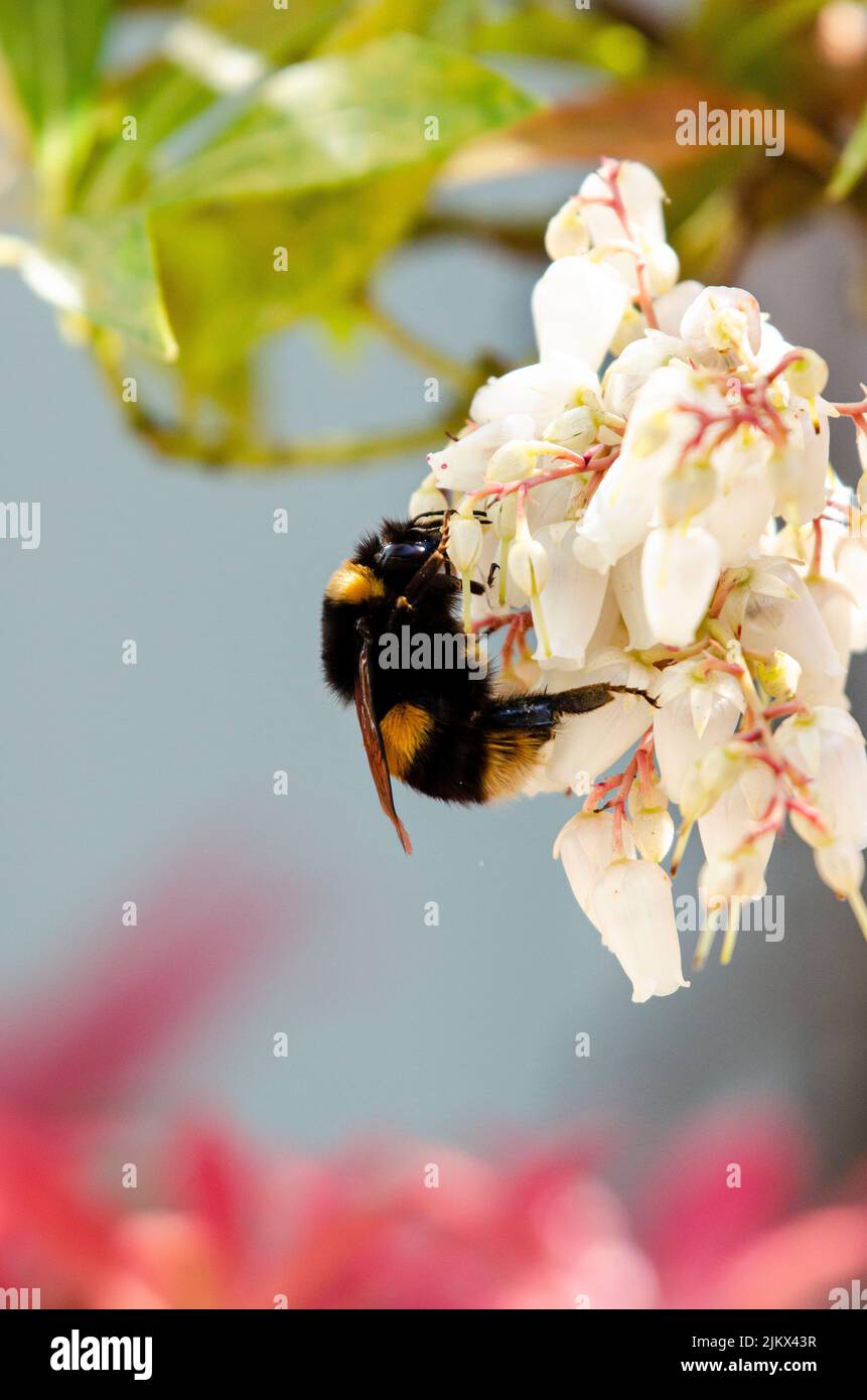 Bumblebee flowers hi-res stock photography and images - Alamy