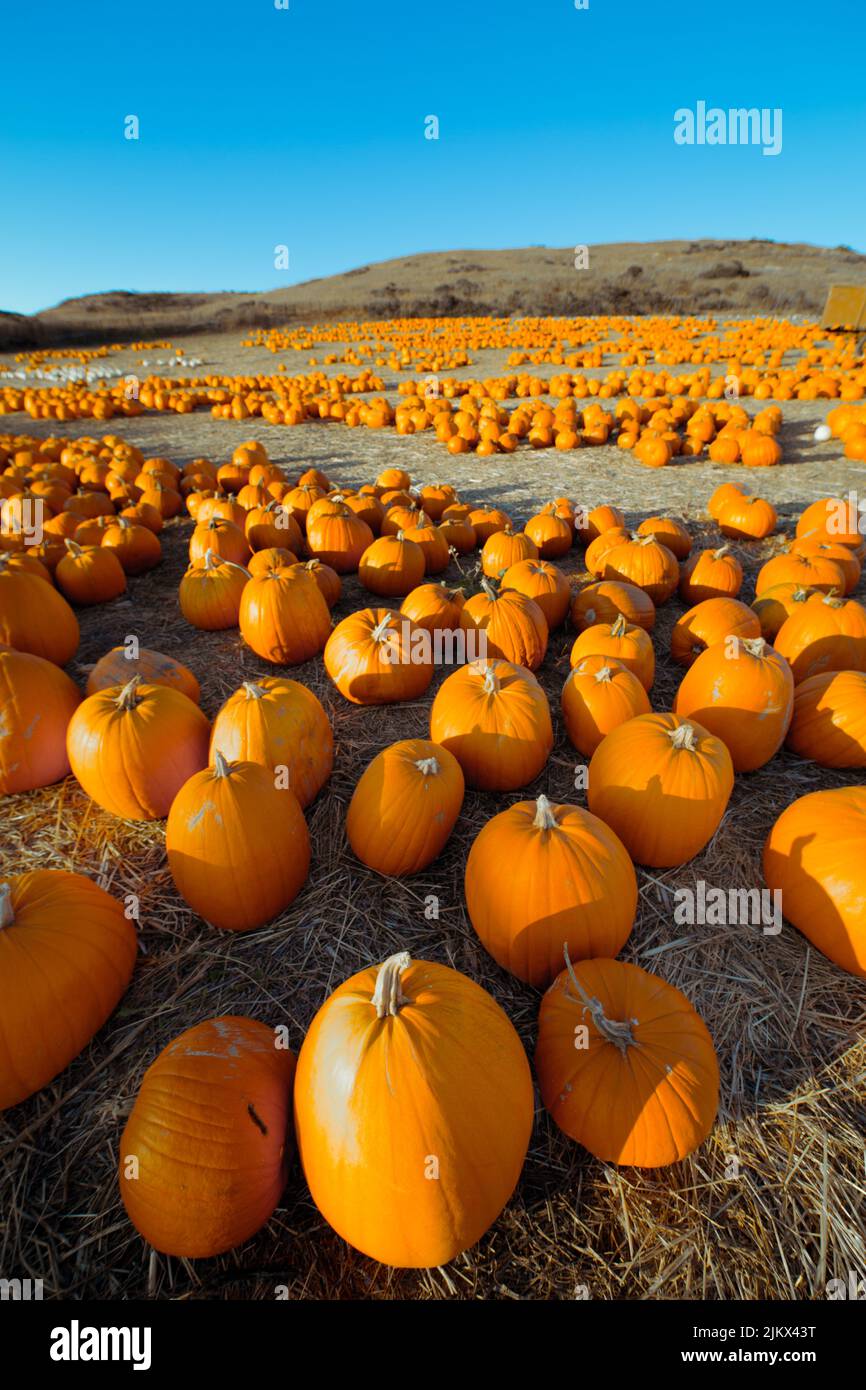 Vertical autumn pumpkins in hi-res stock photography and images - Alamy
