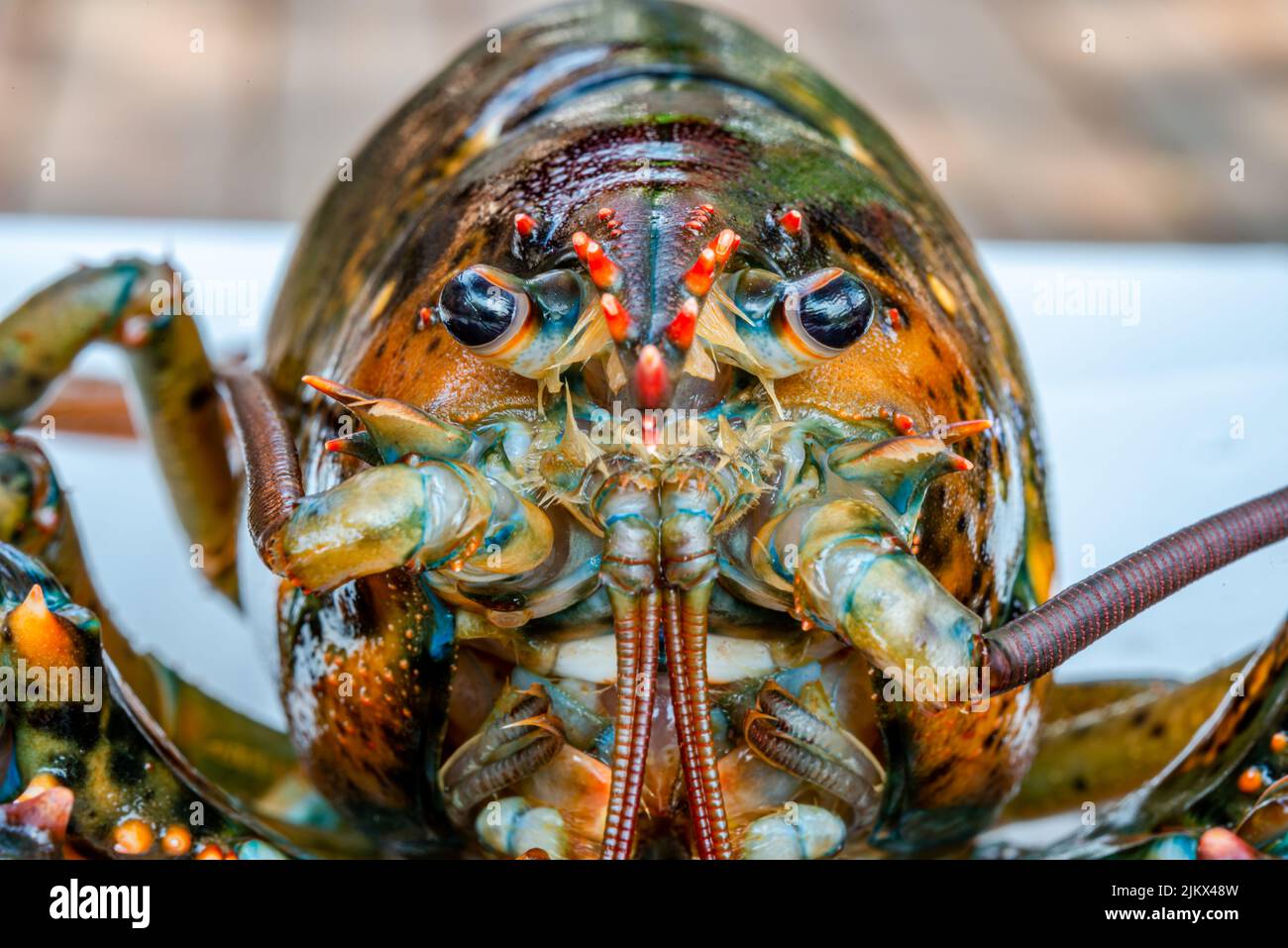 Macro photography - isolated lobster alive Stock Photo - Alamy