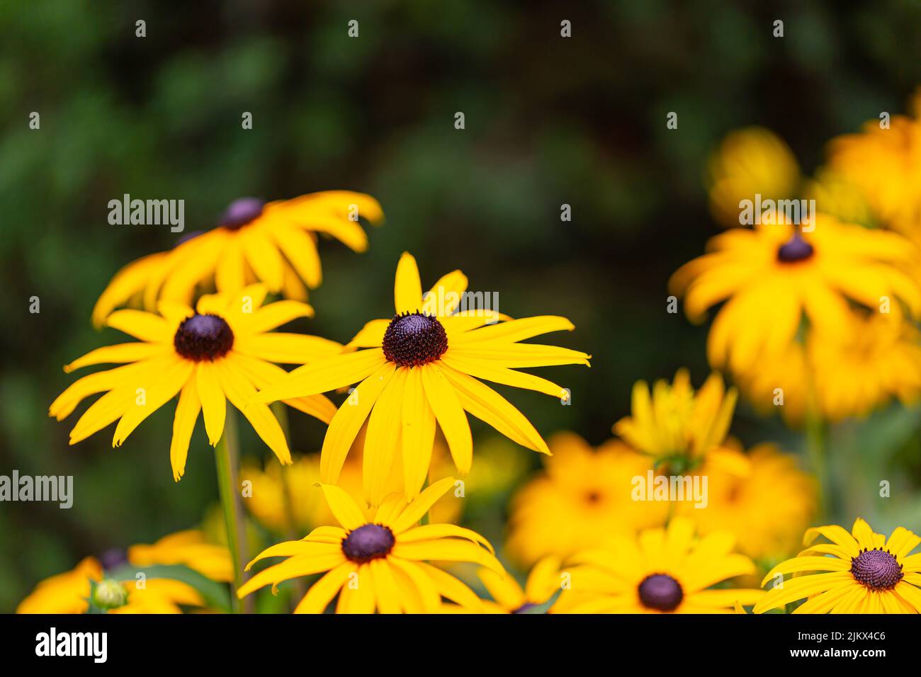 Yellow rudbeckia flowers in full bloom Stock Photo - Alamy
