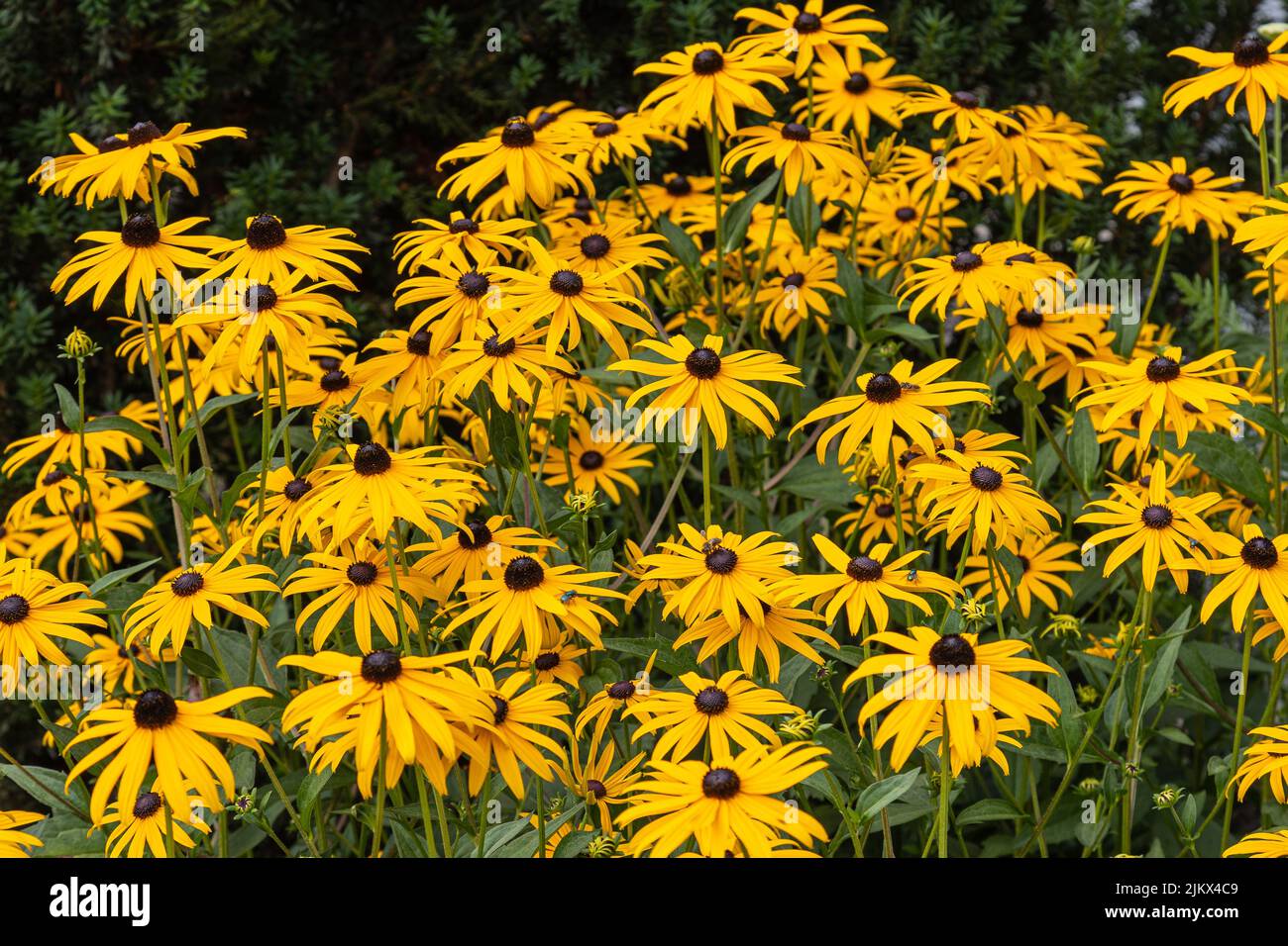 Yellow rudbeckia flowers in full bloom Stock Photo - Alamy