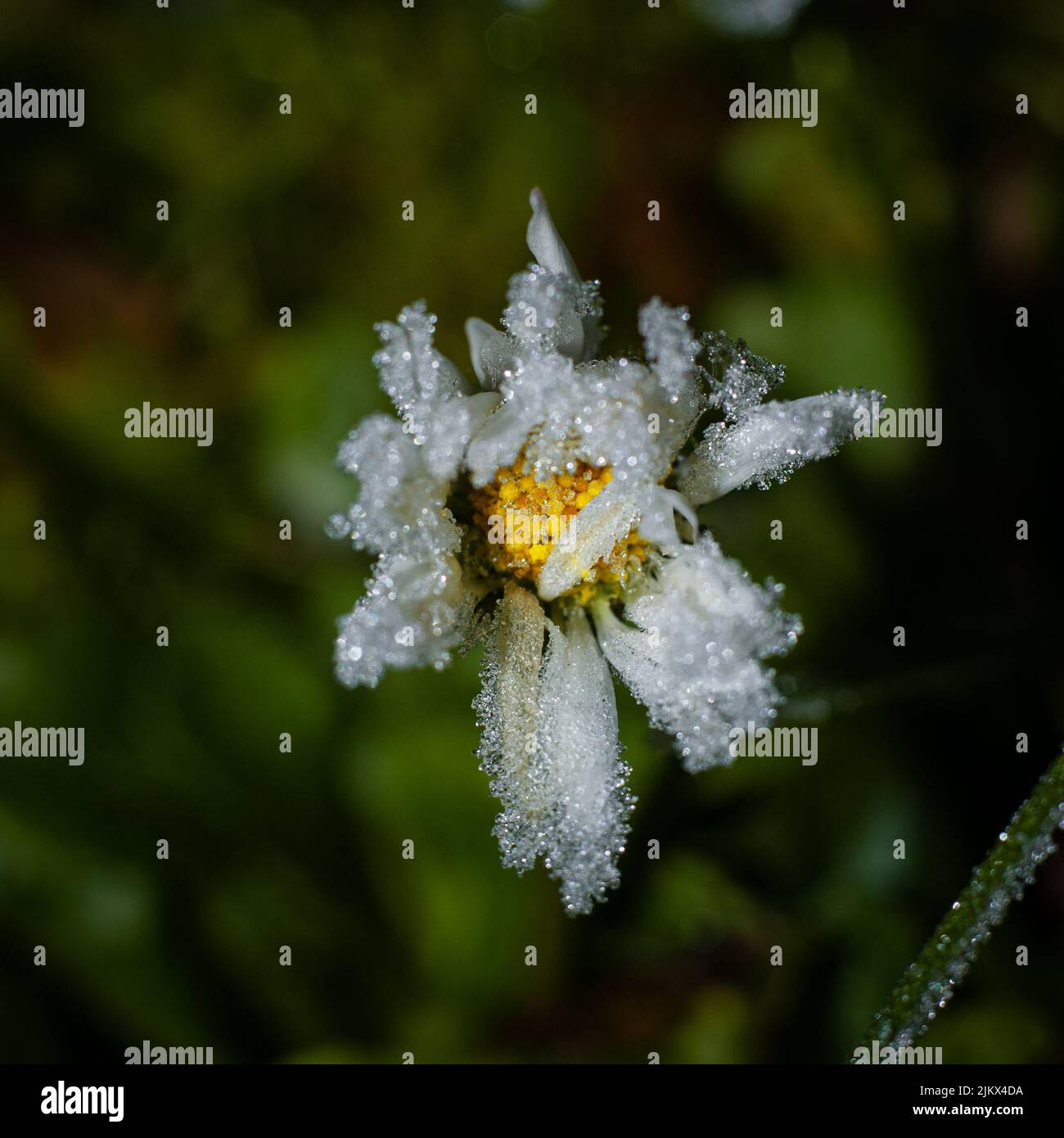 Frost covered petals hi-res stock photography and images - Alamy