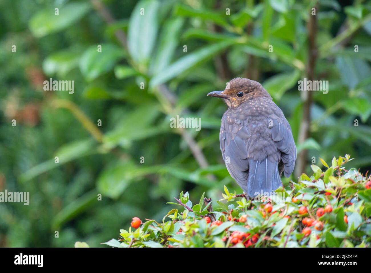 A blackbird (turdus merula) sitting on a bush of firethorn (pyracantha ...