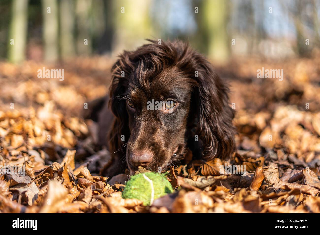 A close-up portrait of a cute black Cocker Spaniel puppy playing with a ...