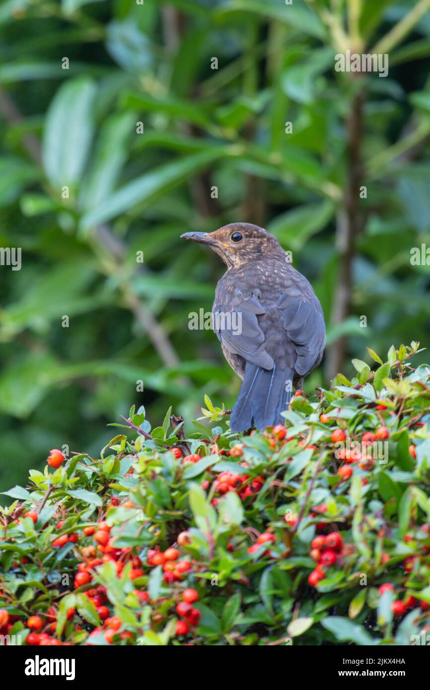 A blackbird (turdus merula) sitting on a bush of firethorn (pyracantha ...
