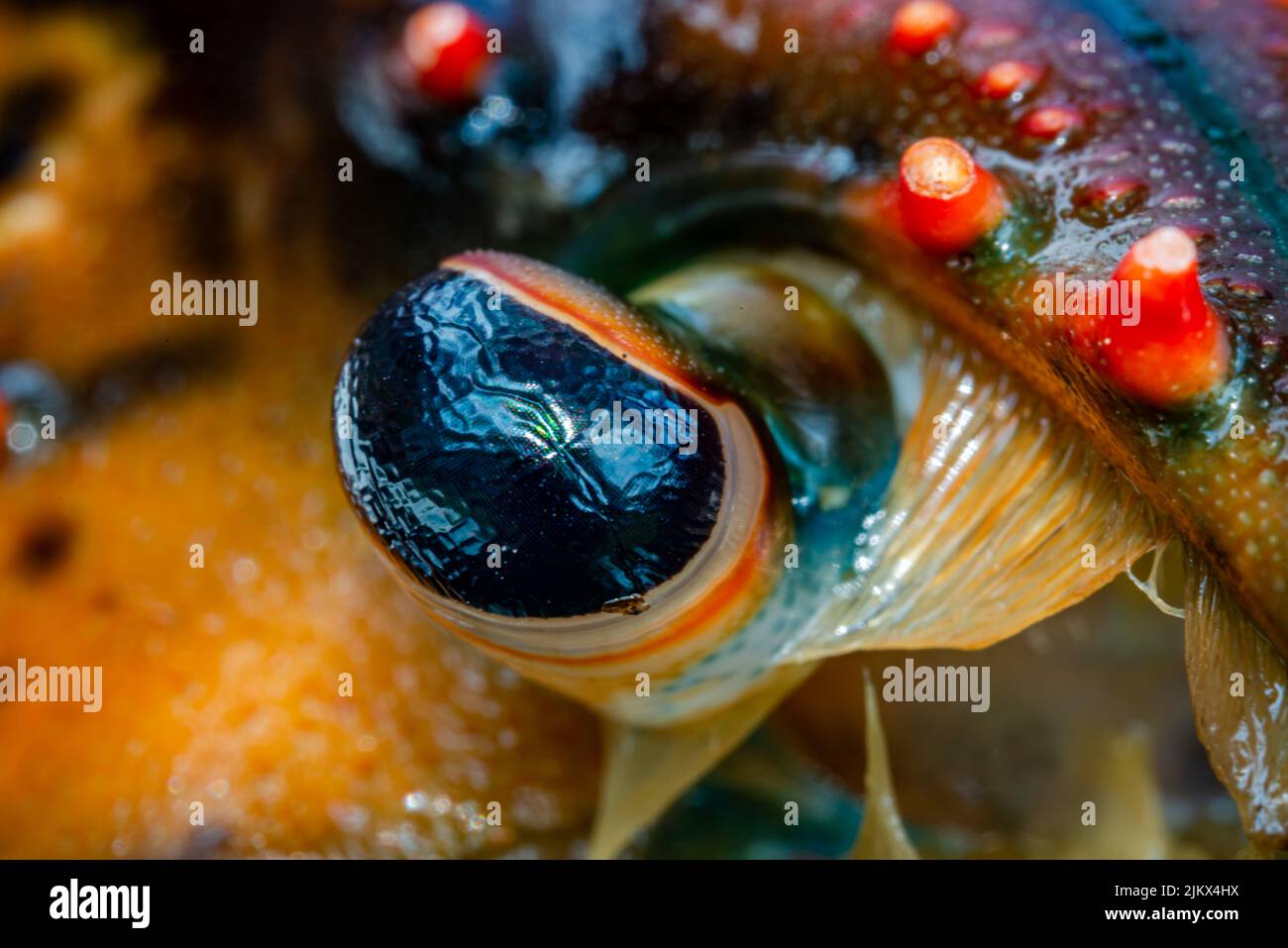 Macro photography - isolated lobster alive Stock Photo - Alamy