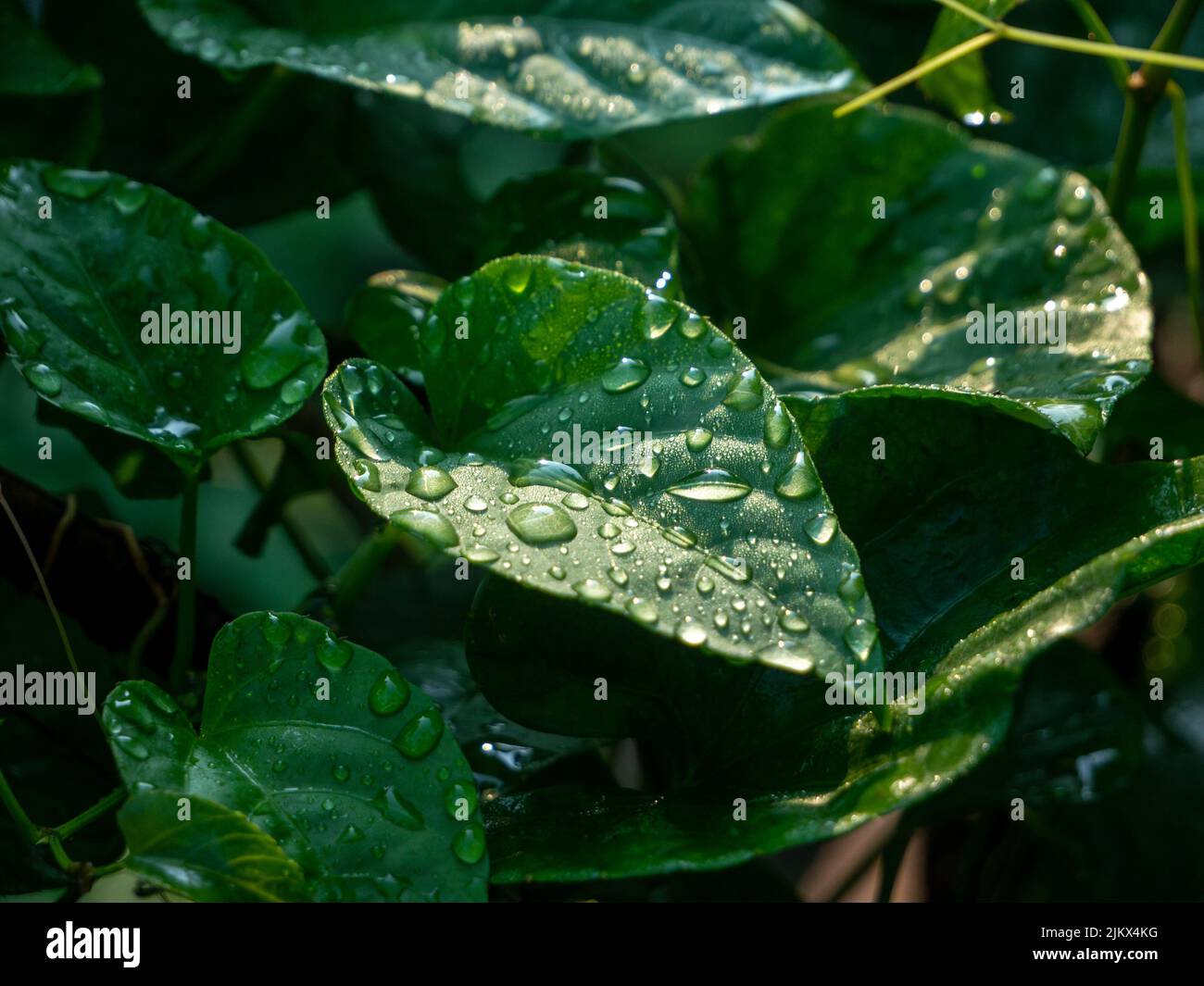 Plant raindrop hi-res stock photography and images - Alamy