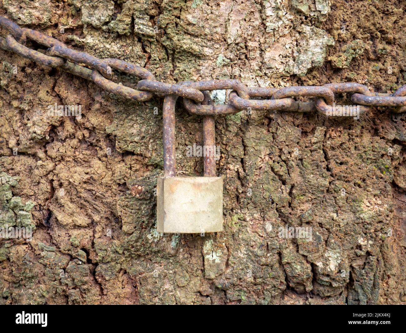 Rusty Chains and keys tied to tree trunks, Rusty chain, and padlock ...