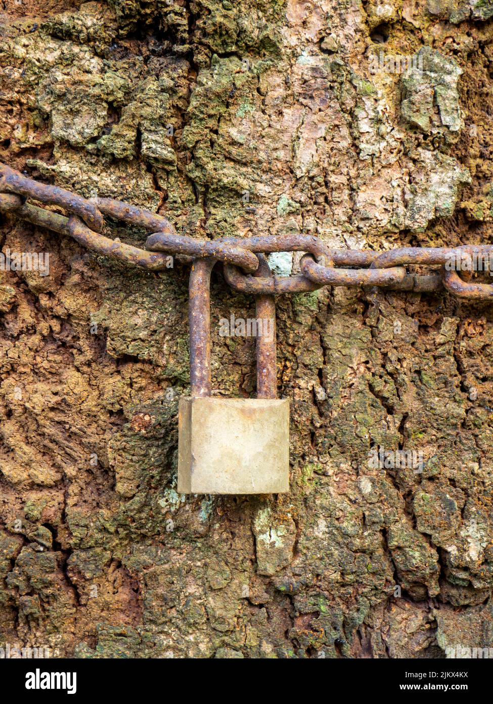 Rusty Chains and keys tied to tree trunks, Rusty chain, and padlock ...
