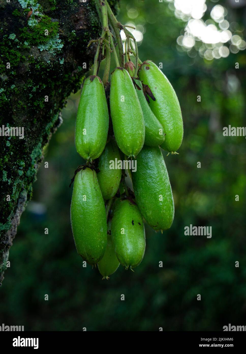 Star fruit wuluh on the tree, Star fruit wuluh on the tree on blurred ...