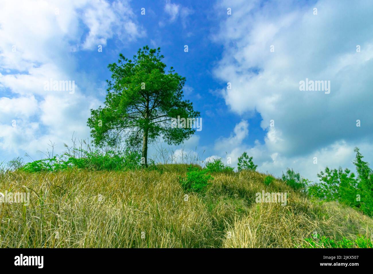 Masson pine hi-res stock photography and images - Alamy