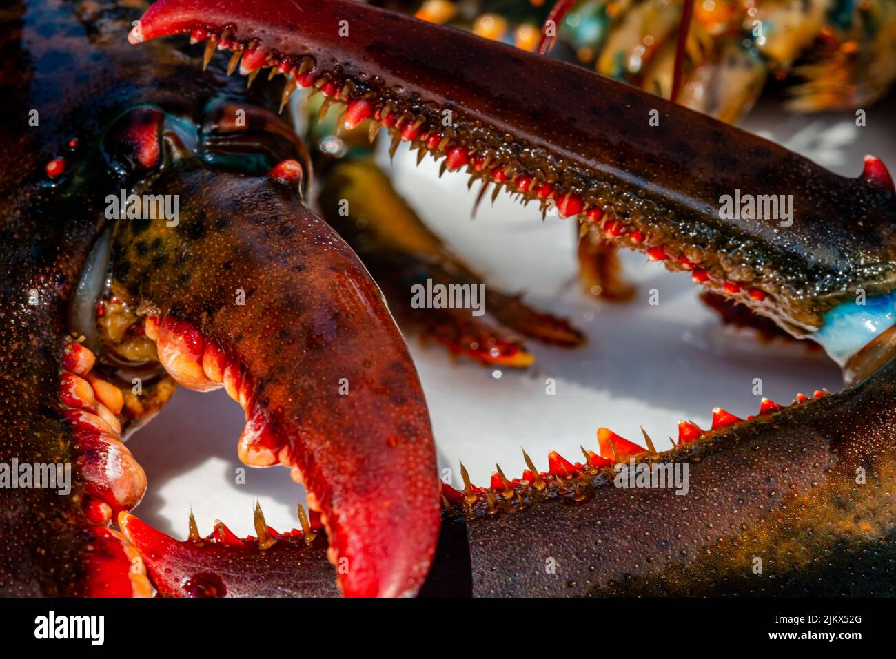 Macro photography - isolated lobster alive Stock Photo - Alamy
