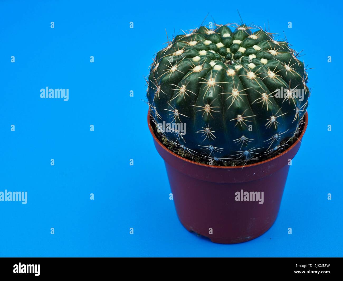 Background cactus hi-res stock photography and images - Alamy