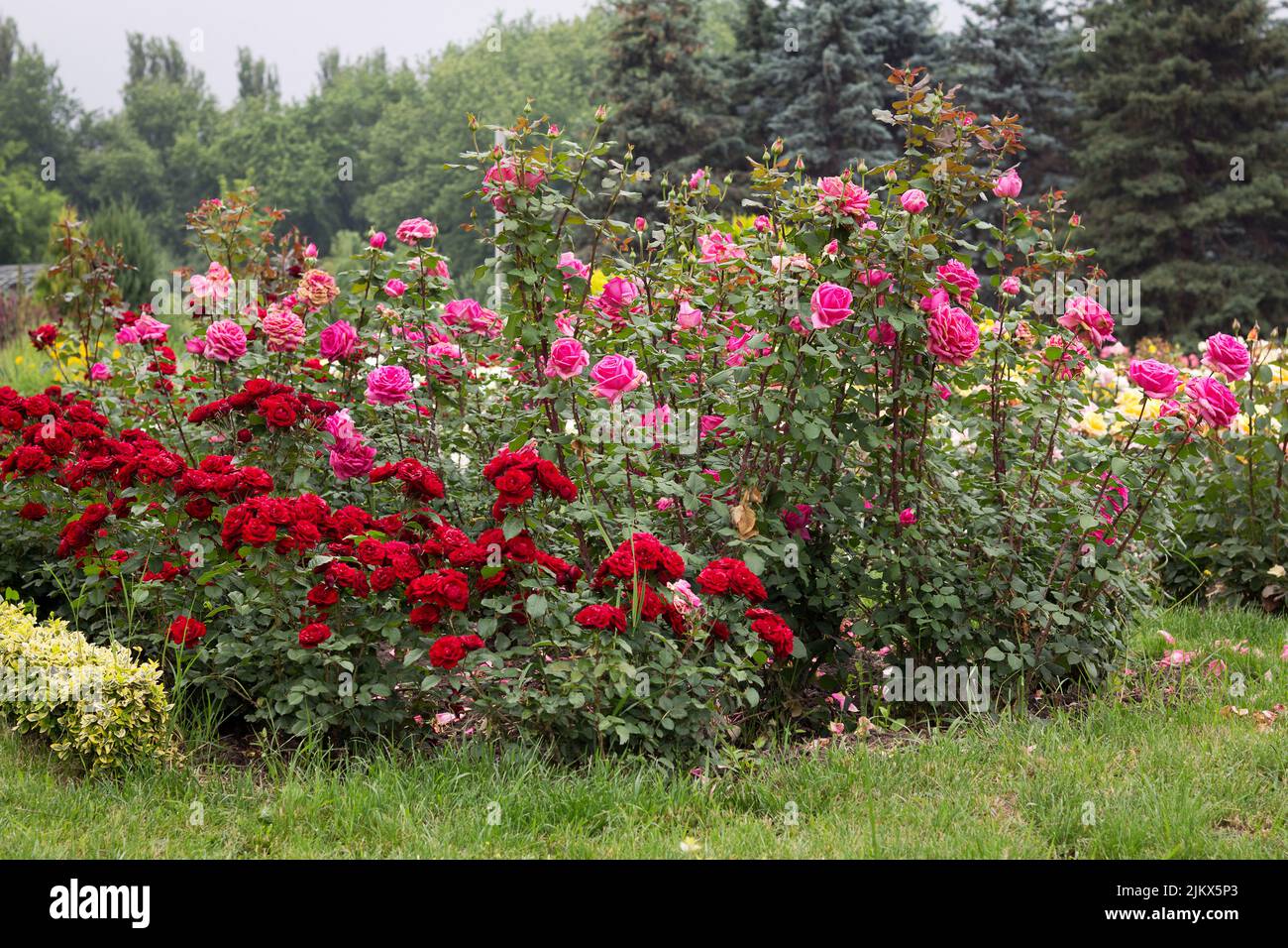 Botany ecosystem hi-res stock photography and images - Alamy